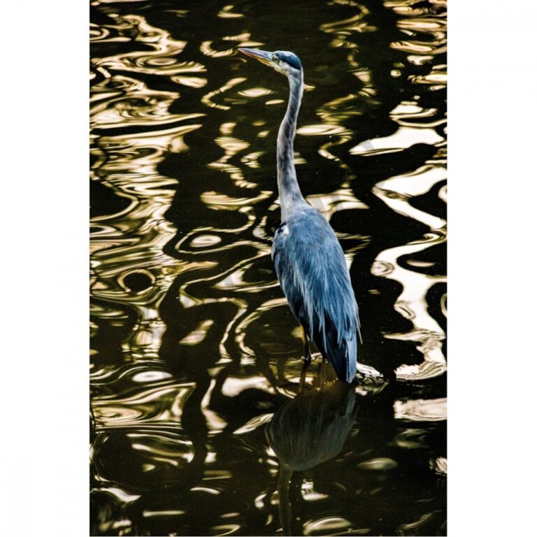 Home [berniesiegelmd.com]